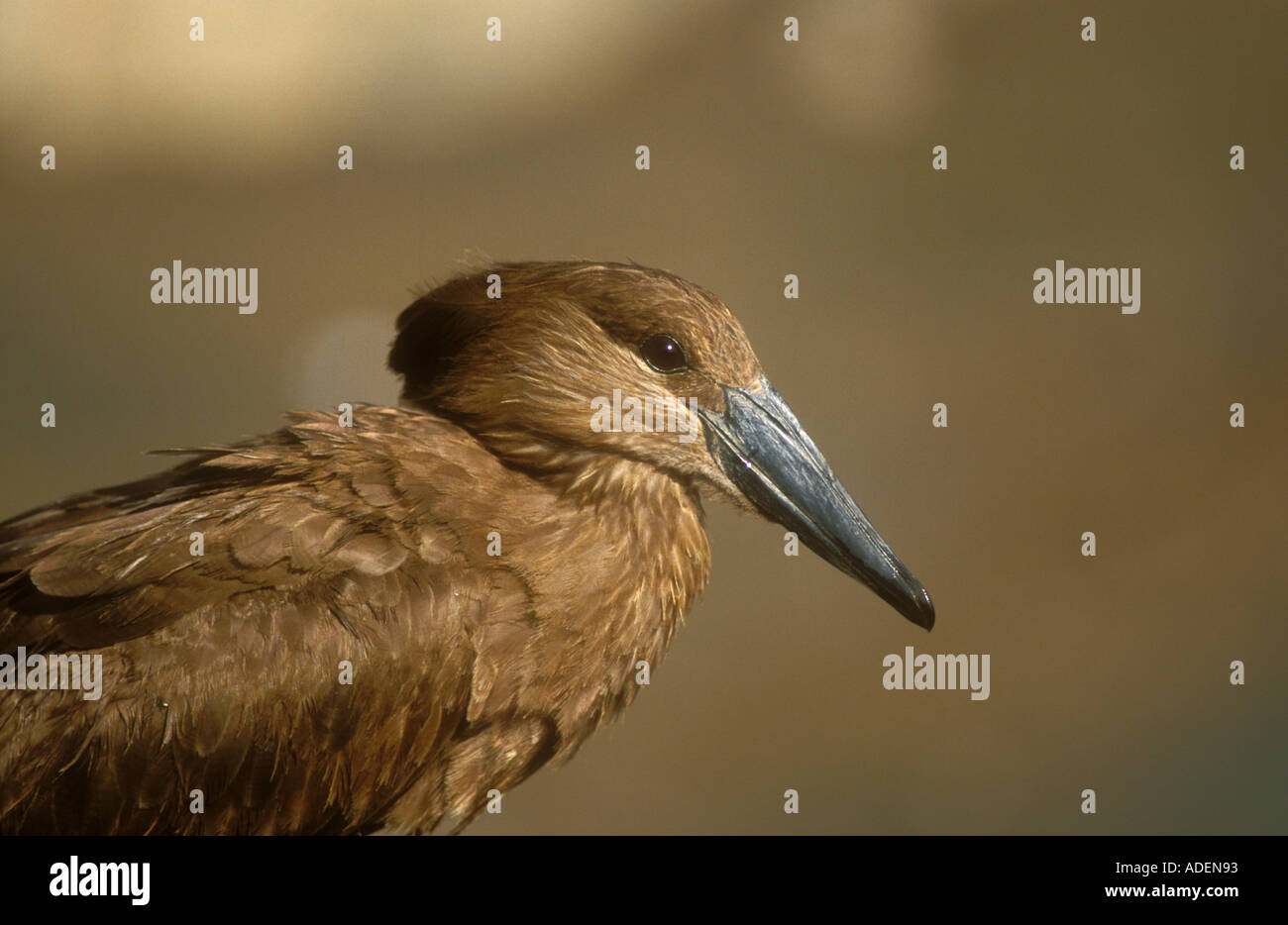 Hamerkop a classic portrait close up on head Stock Photo - Alamy