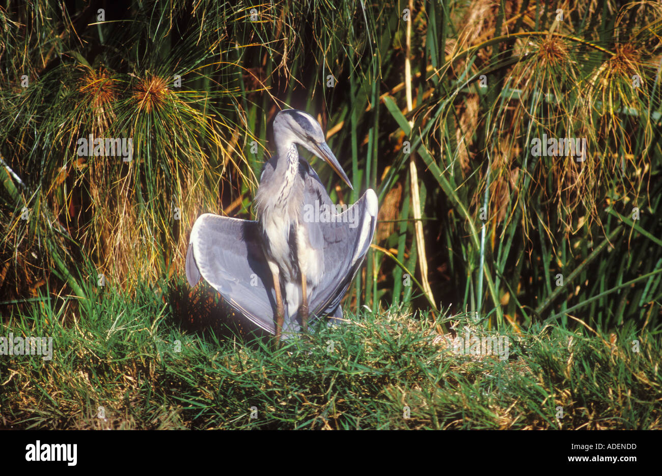 Preening chest hi-res stock photography and images - Alamy