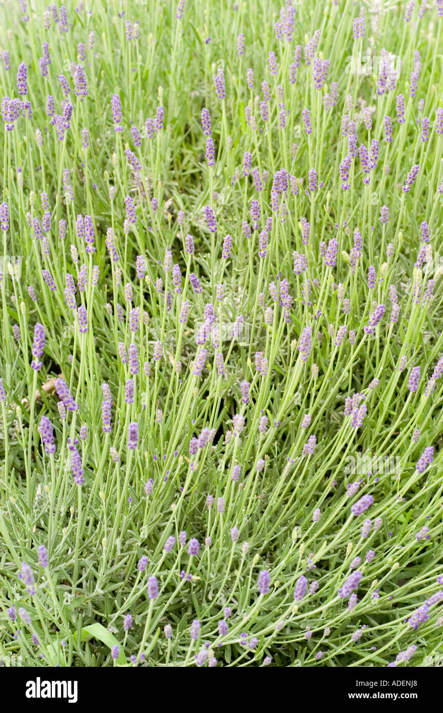 Violet flower of shrub lavender Hidcote Lamiaceae Lavandula ...