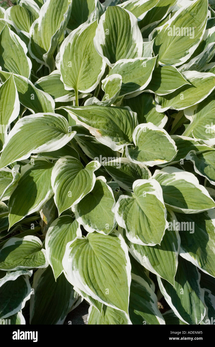 White edge hi-res stock photography and images - Alamy