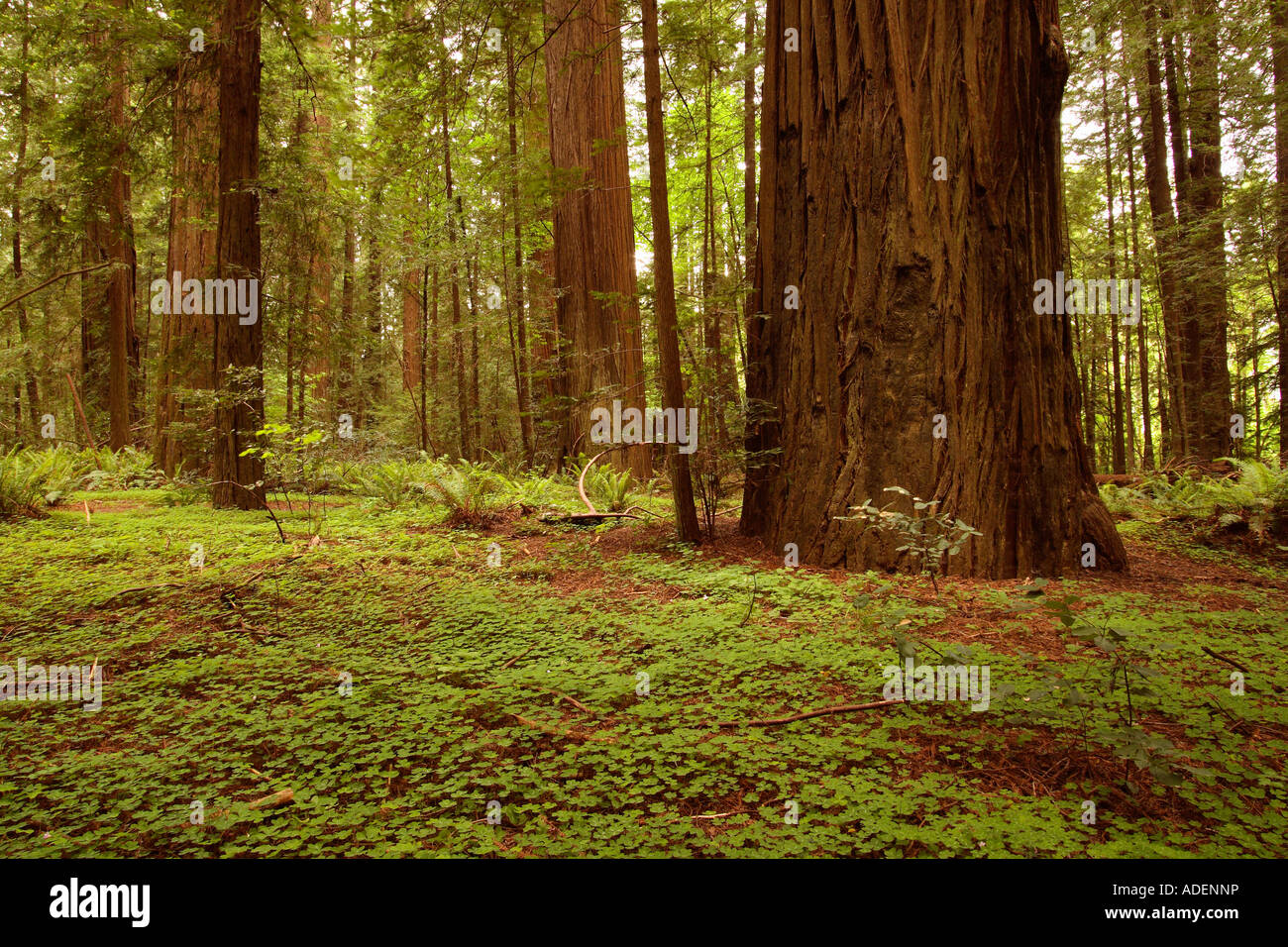 Redwood Trees Northern California Stock Photo - Alamy