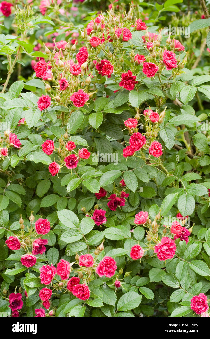 Pink Rose Rosaceae Rosa rugosa F J Grootendorst Holland 1918 Stock ...