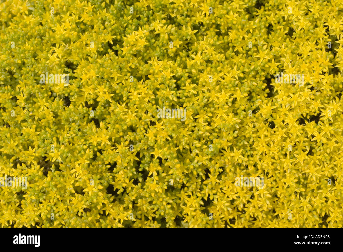 Carpet of yellow flowers of BITING STONECROP Crassulaceae Sedum acre ...