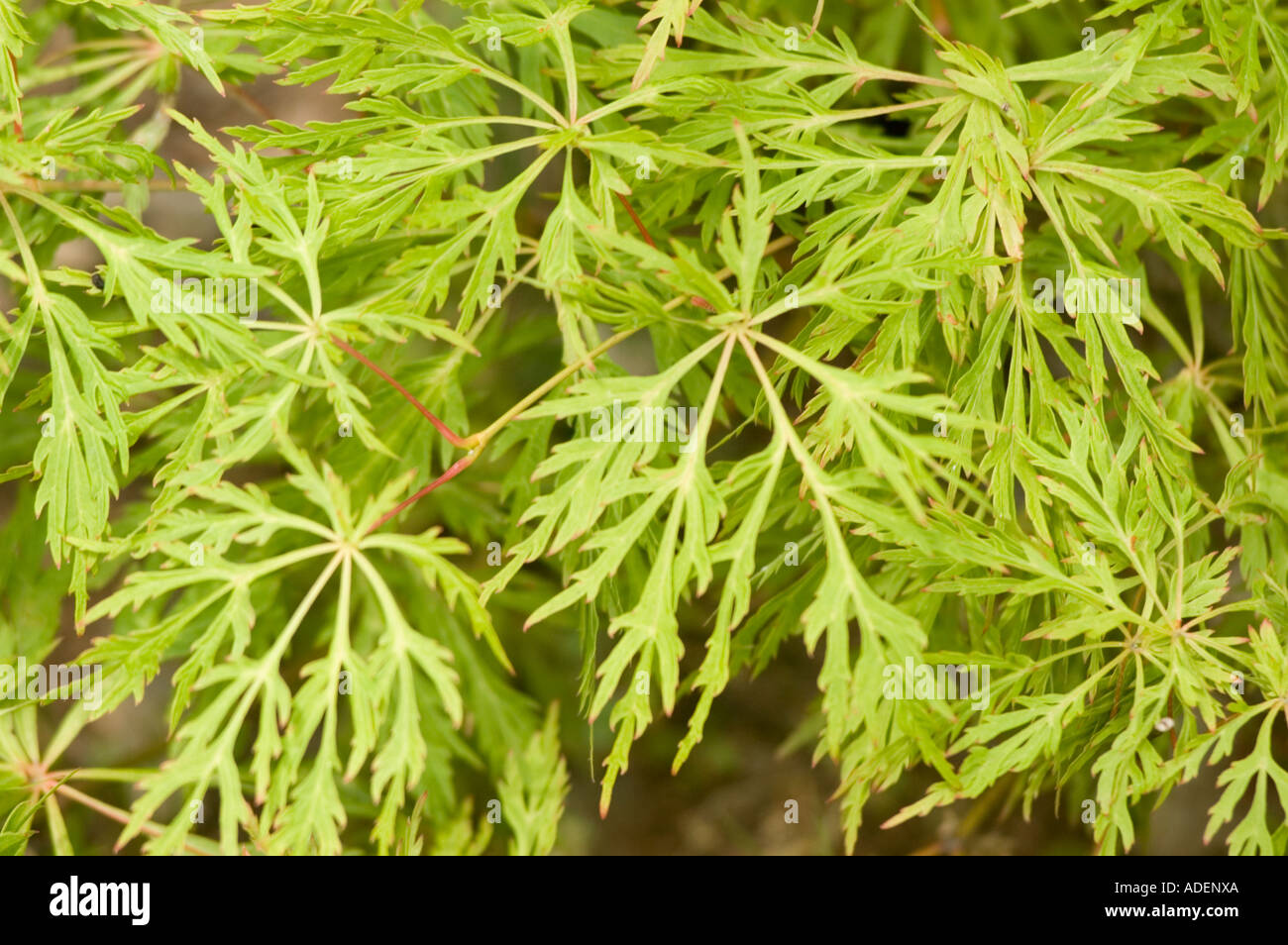 Japonicum dissectum hi-res stock photography and images - Alamy