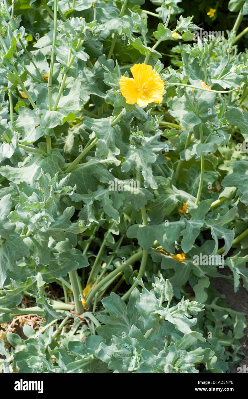 Medicinal plant Red horned poppy Papaveraceae Glaucium corniculatum ...
