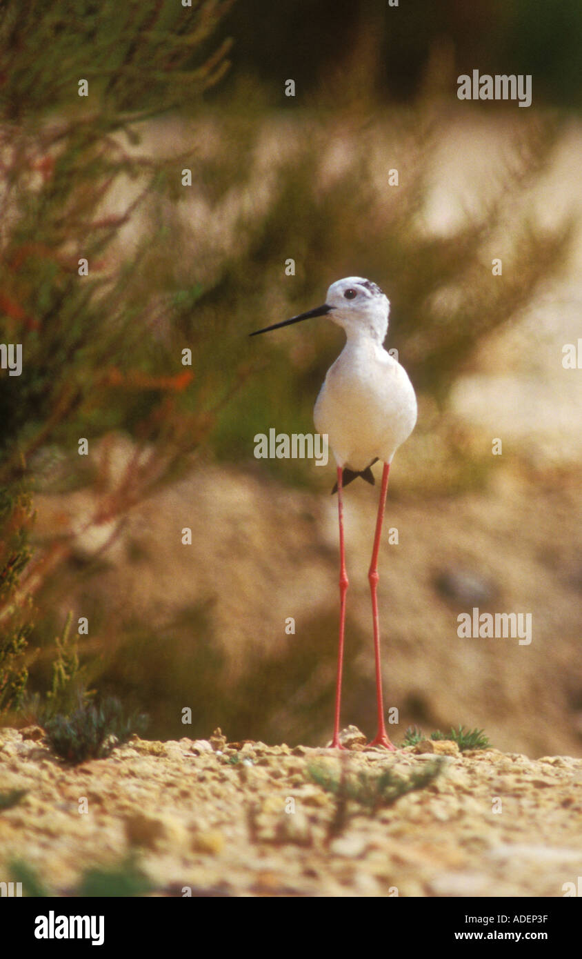 Skinny bird legs hi-res stock photography and images - Alamy
