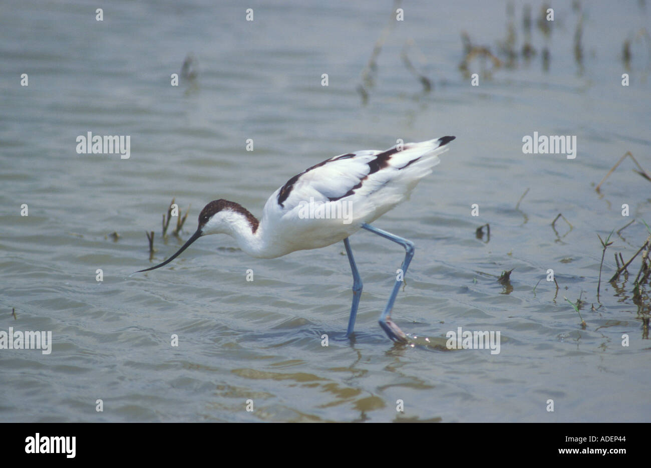 Pied Avocet feeding in shallow water Stock Photo - Alamy