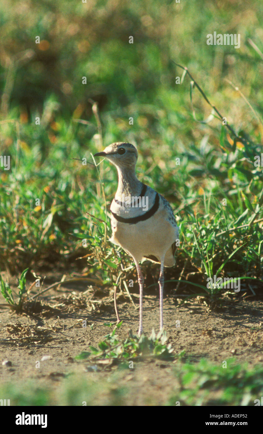 Two banded courser hi-res stock photography and images - Alamy