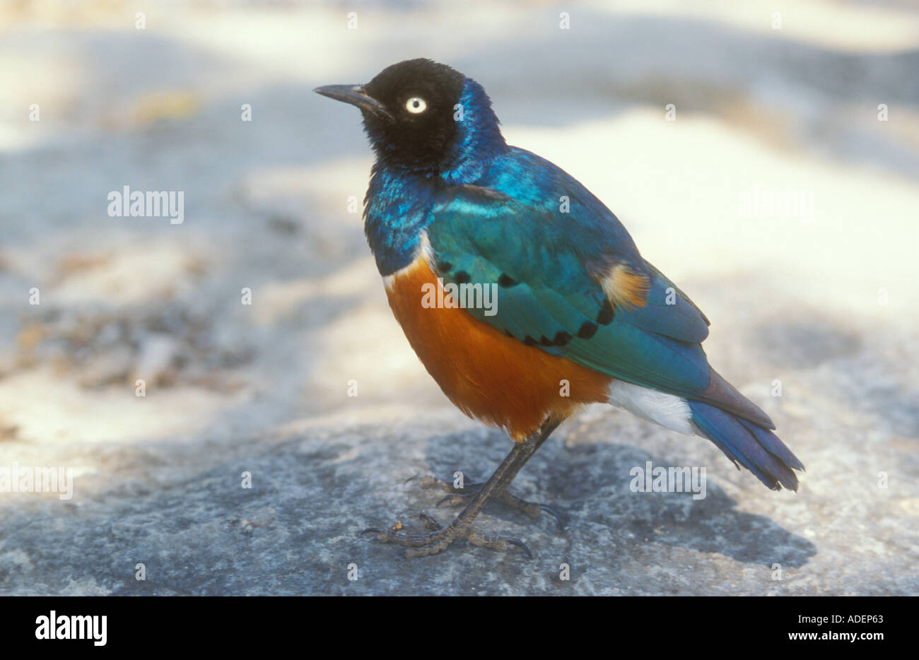 Chest starling hi-res stock photography and images - Alamy