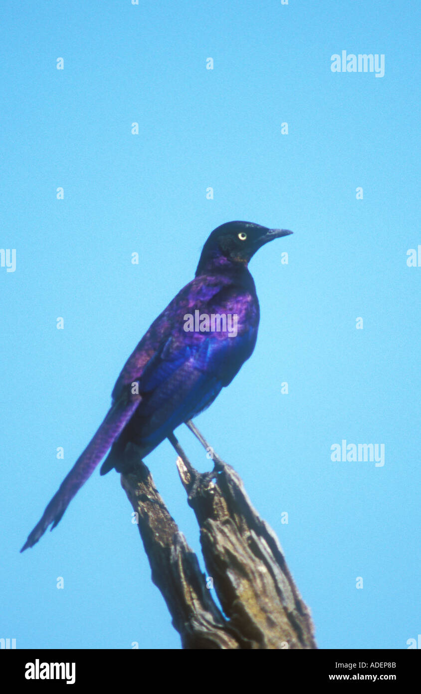 Ruppells long tailed starling hi-res stock photography and images - Alamy