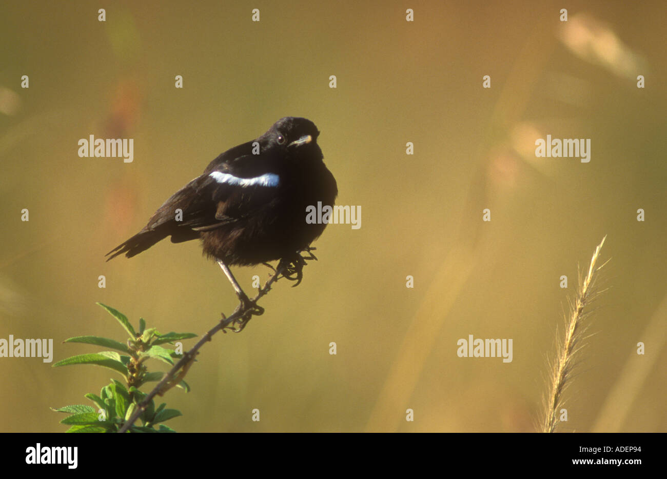 Sooty chat myrmecocichla nigra hi-res stock photography and images - Alamy