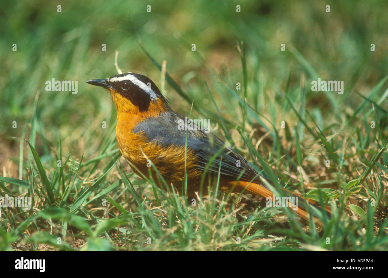 White browed Robin chat in grass Stock Photo - Alamy