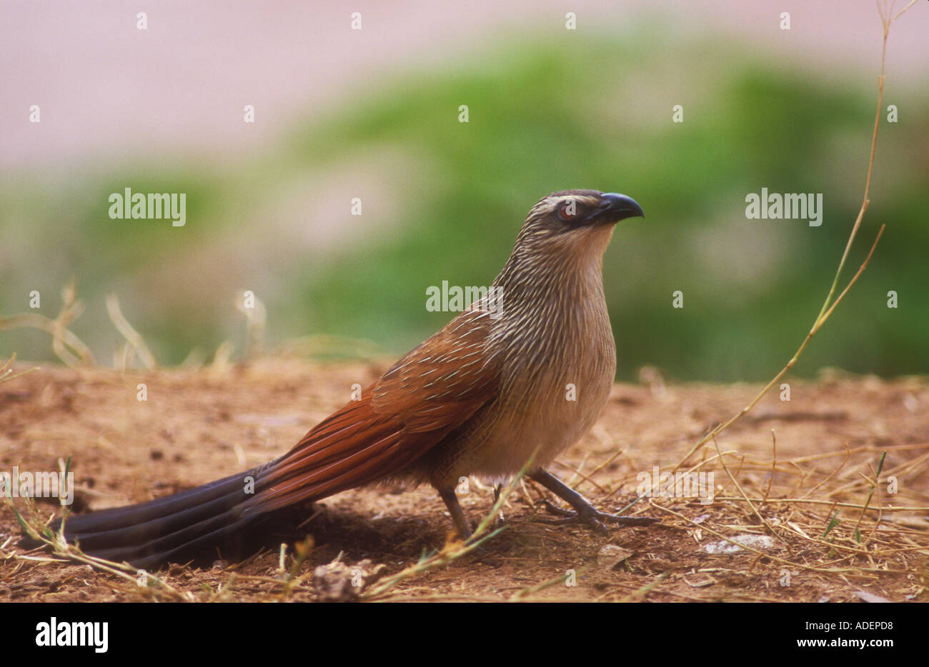 Common coucal hi-res stock photography and images - Alamy