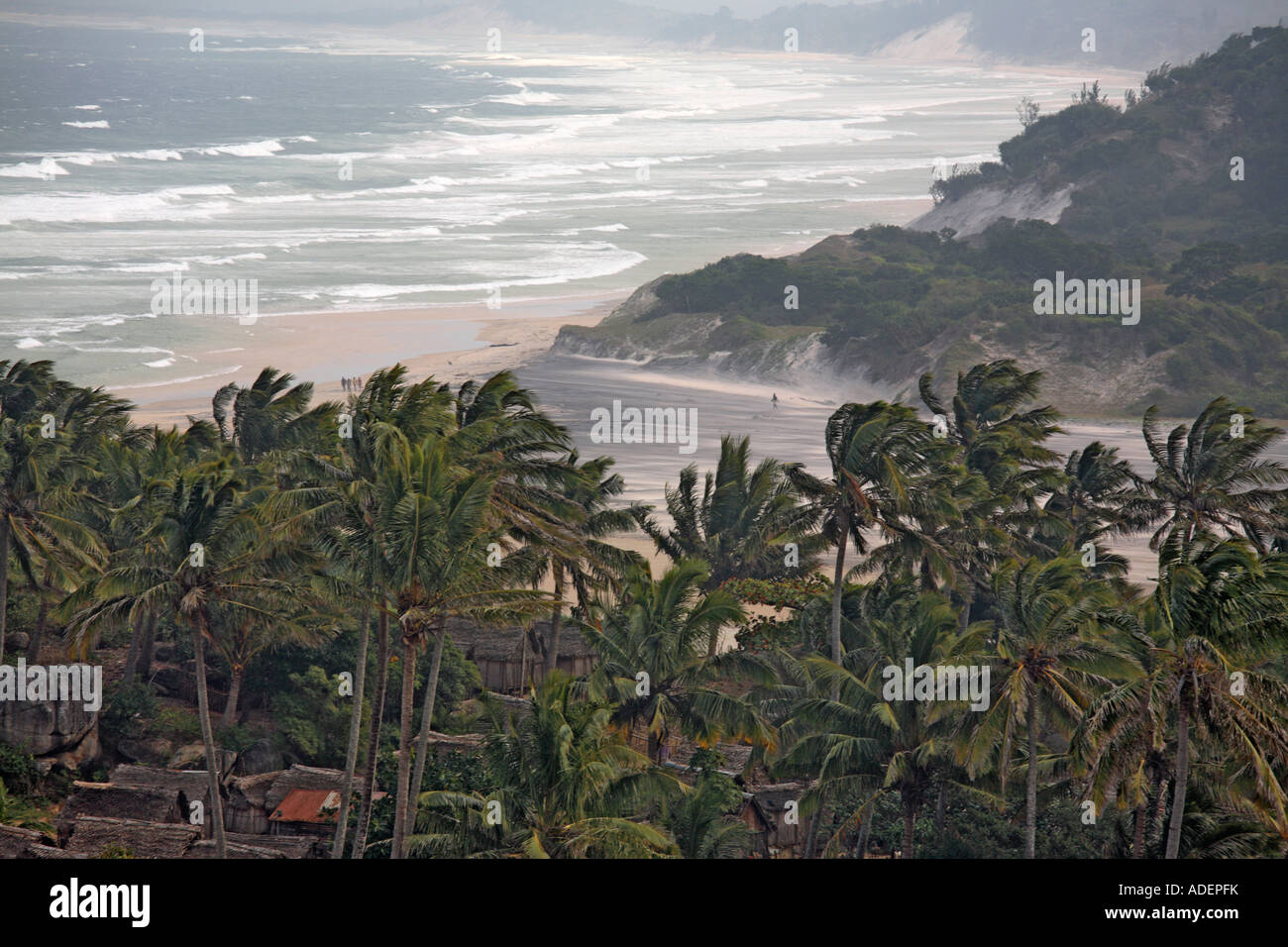 Palm grove and Ocean near Evatra, " fort dauphin", Madagascar Stock ...