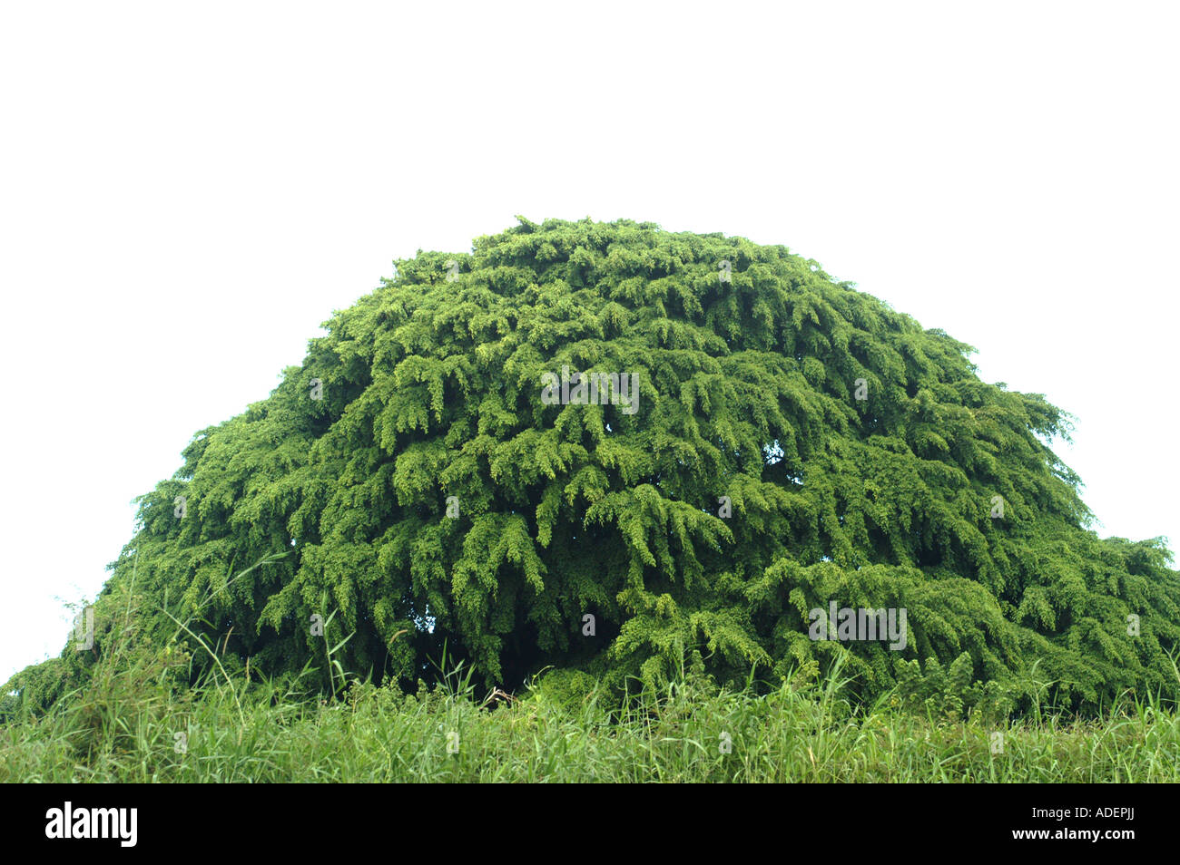 Baka tree, Viti Levu island, Fiji Stock Photo - Alamy