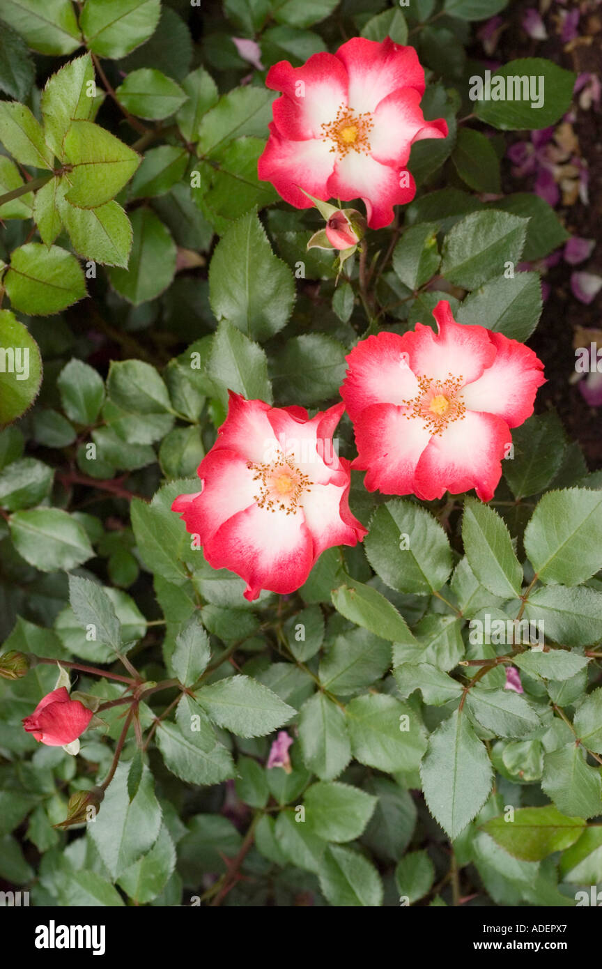 Regensberg rose hi-res stock photography and images - Alamy