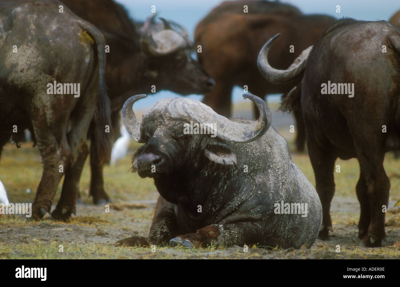 Looking up to cape buffalo hi-res stock photography and images - Alamy