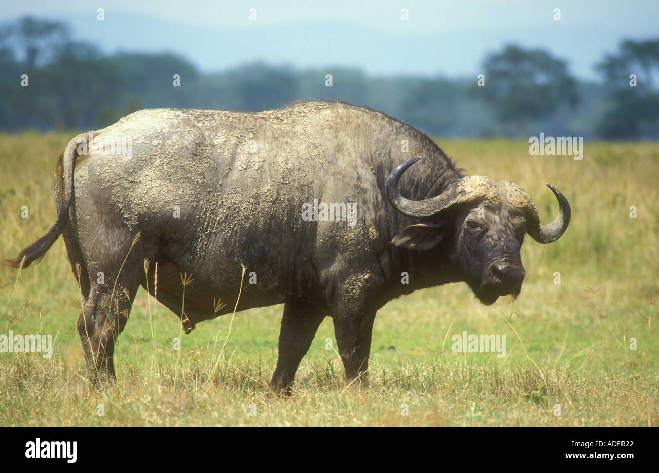 A massive bull Buffalo Stock Photo - Alamy