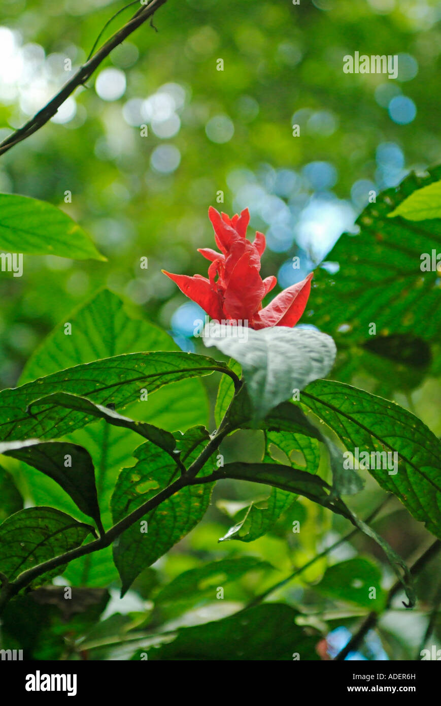 Bromeliad plant, Flor de gallo, Ecuador Stock Photo - Alamy