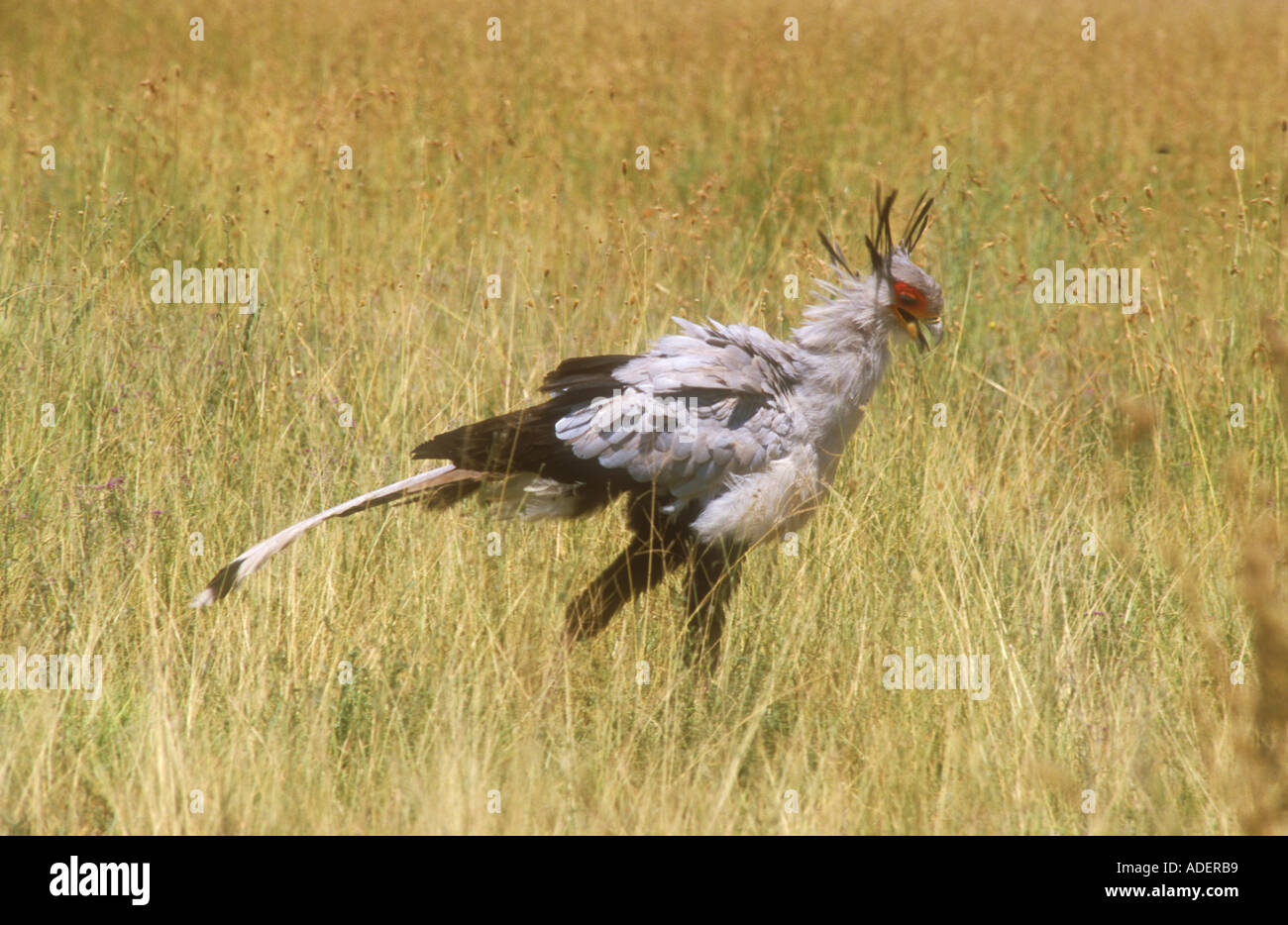 Long quills hi-res stock photography and images - Alamy
