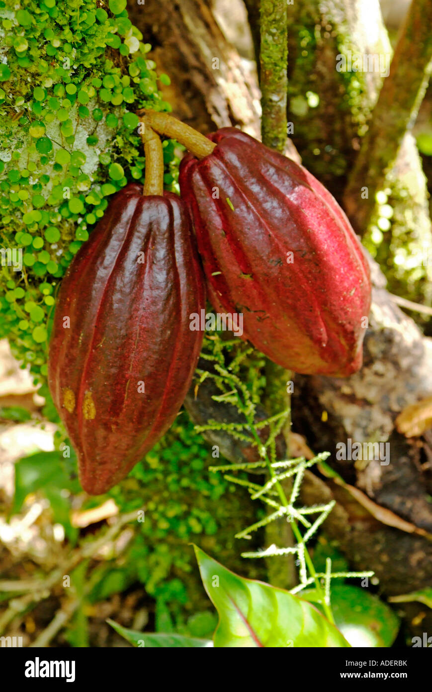 Pod 2 hi-res stock photography and images - Alamy