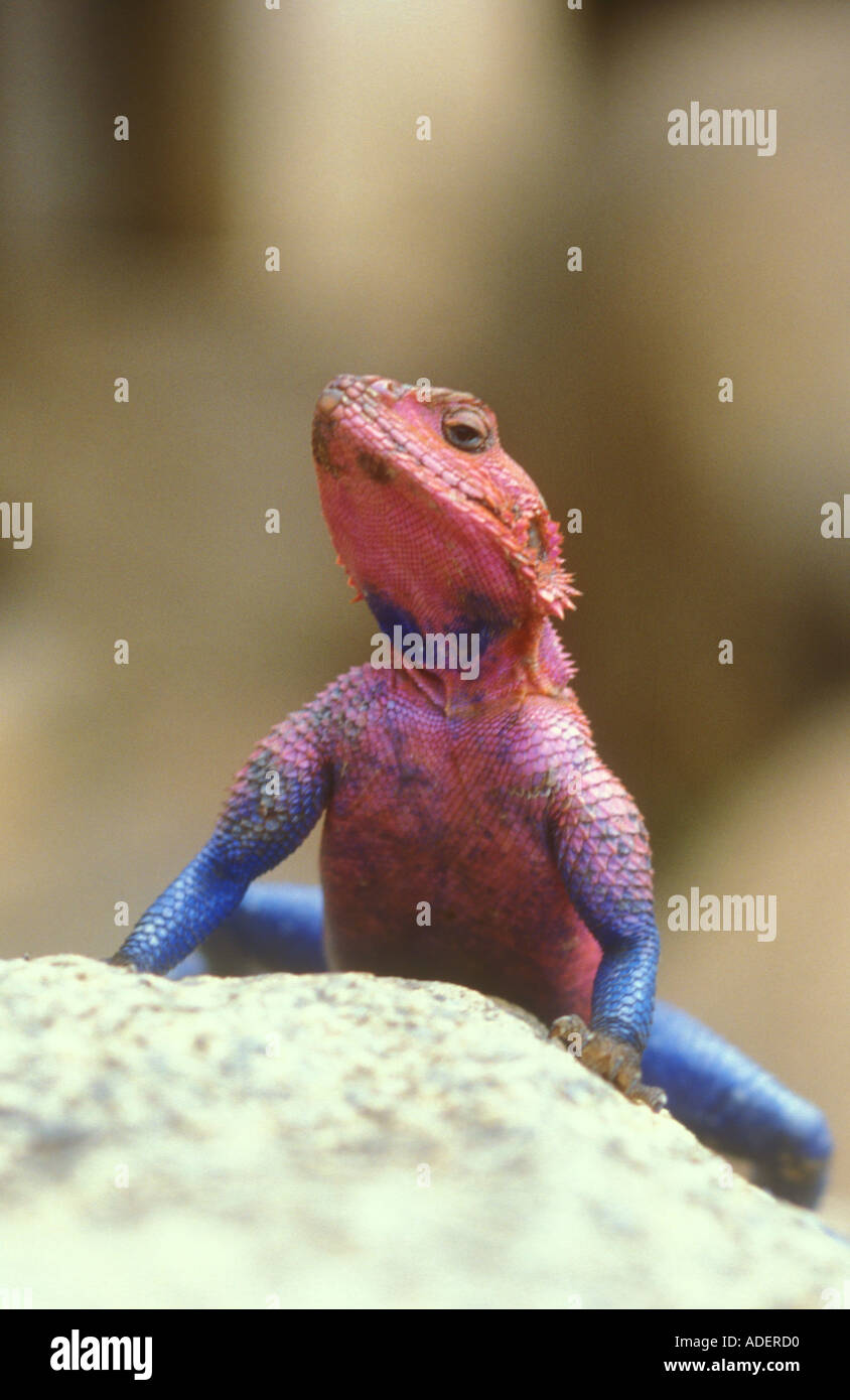 Very Agile And Fast Lizard High Resolution Stock Photography and Images ...
