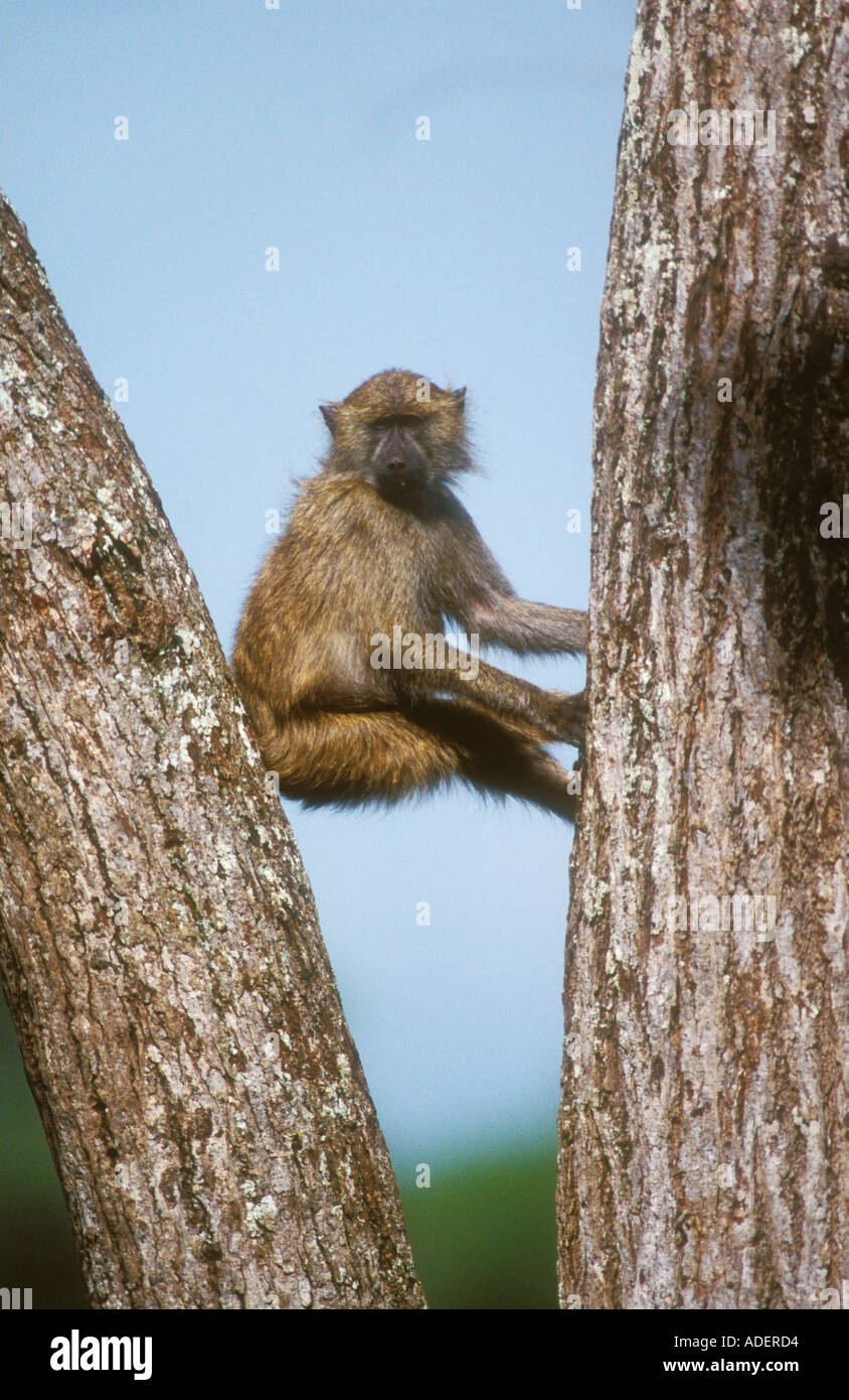 Olive baboon climbing tree hi-res stock photography and images - Alamy