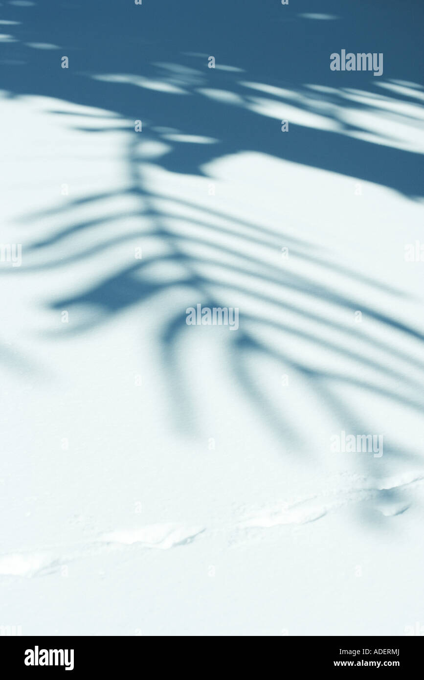 Shadow of tree on snow Stock Photo - Alamy