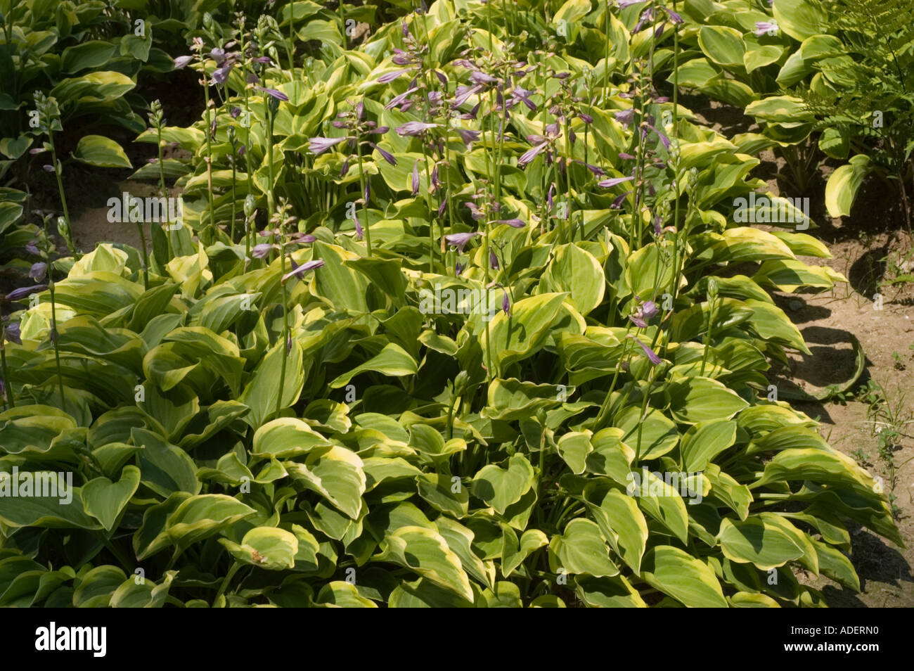 Hostaceae Hosta Golden Tiara Stock Photo - Alamy