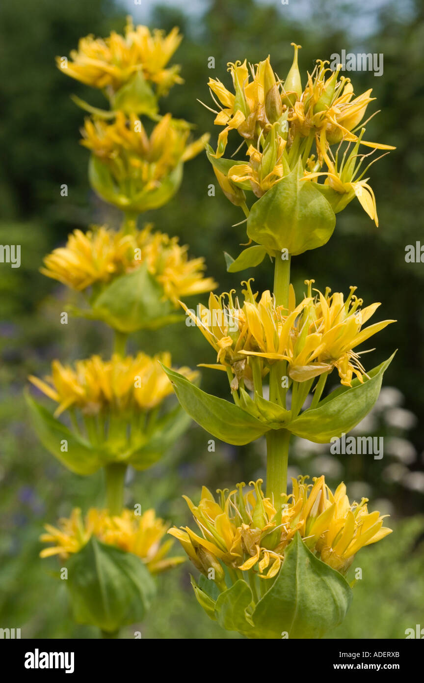 Yellow flowers of Medicinal plant Yellow gentian Gentianaceae Gentiana ...