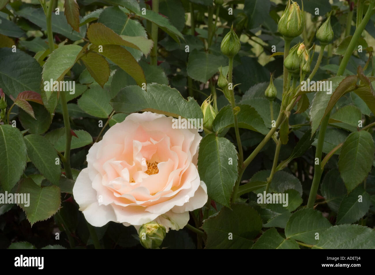 White rose germany hi-res stock photography and images - Alamy
