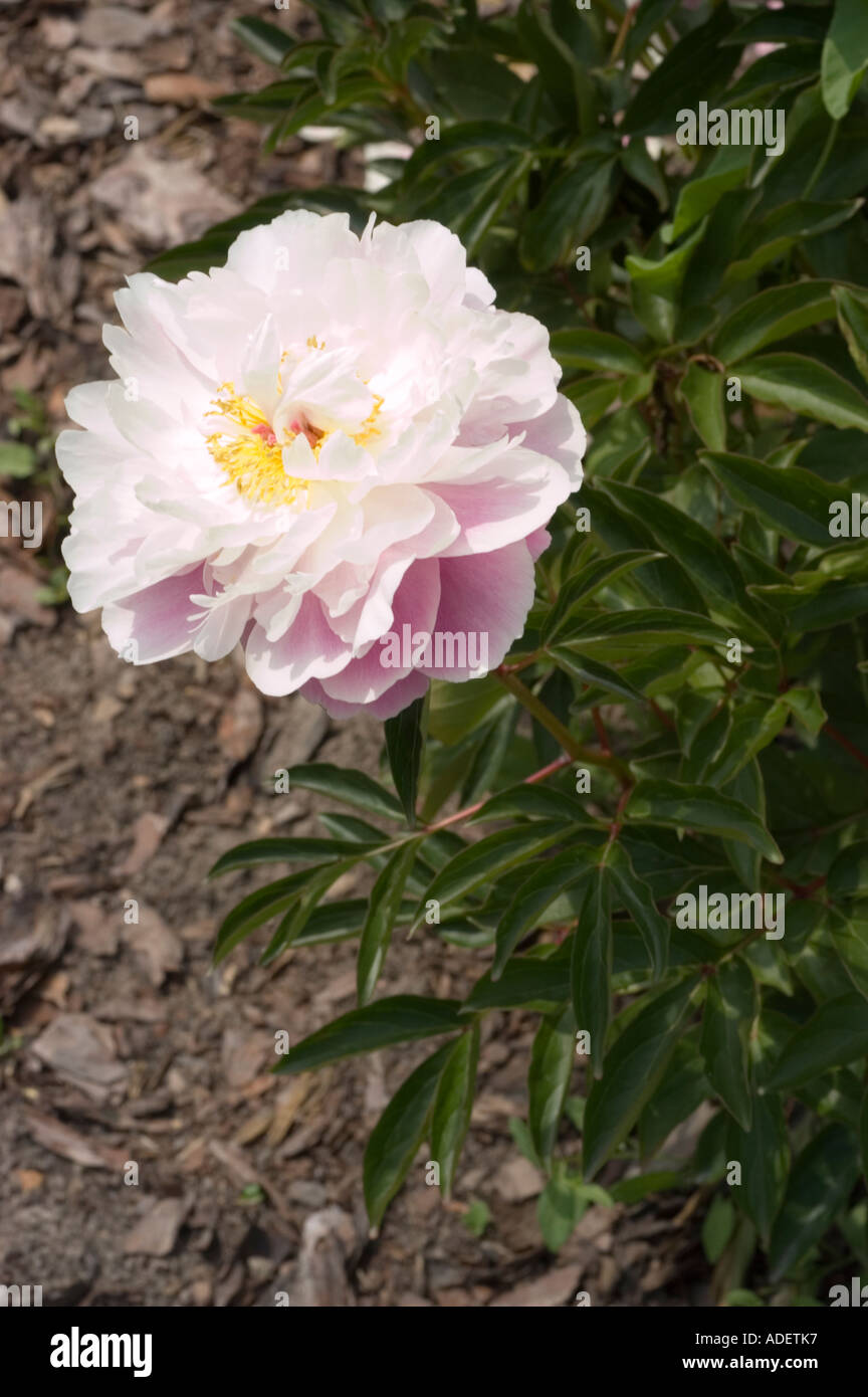 White pink flower of Paeony Paeoniaceae Paeonia lactiflora Wiesbaden ...
