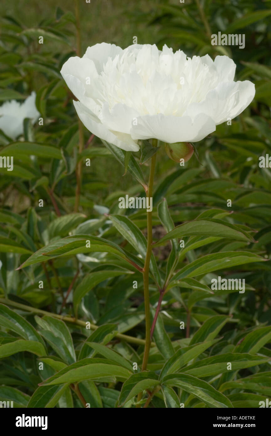 White flower of Paeony Paeoniaceae Paeonia lactiflora Laura Dessert ...