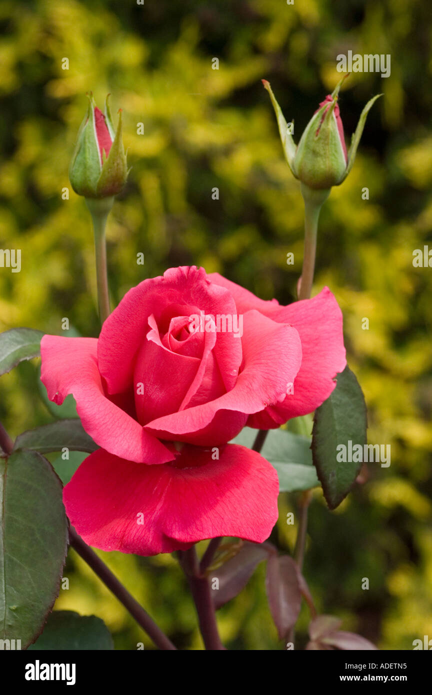 Red flower of Hybrid Tea Rose Rosaceae Rosa thea hybrida Hanne Stock ...