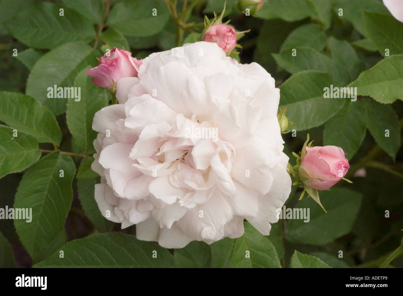 White pink French Rose Rosaceae Rosa gallica France 1829 Stock Photo ...