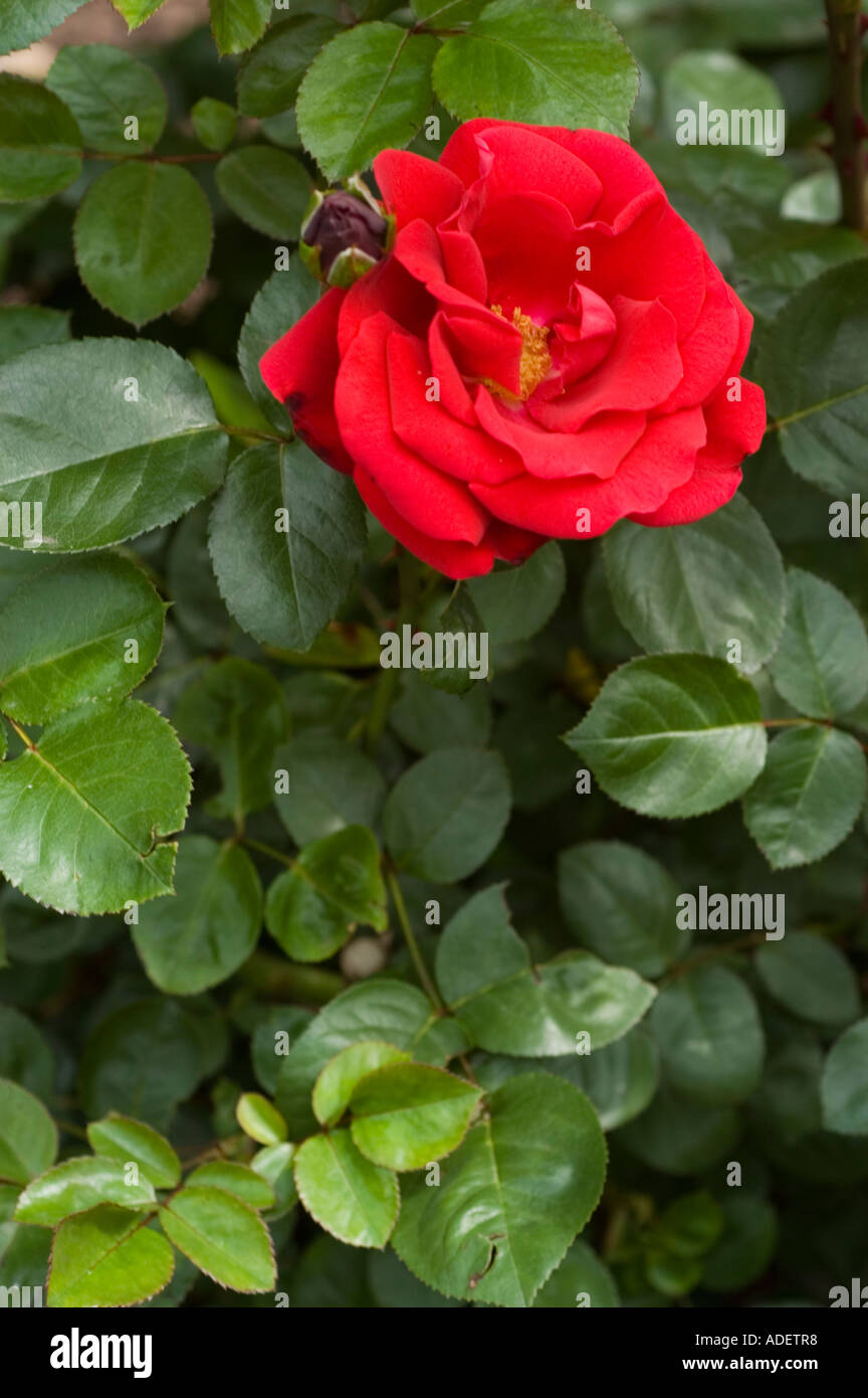 Red flower of Hybrid Tea Rose Rosaceae Rosa thea hybrida Ena Harkness ...