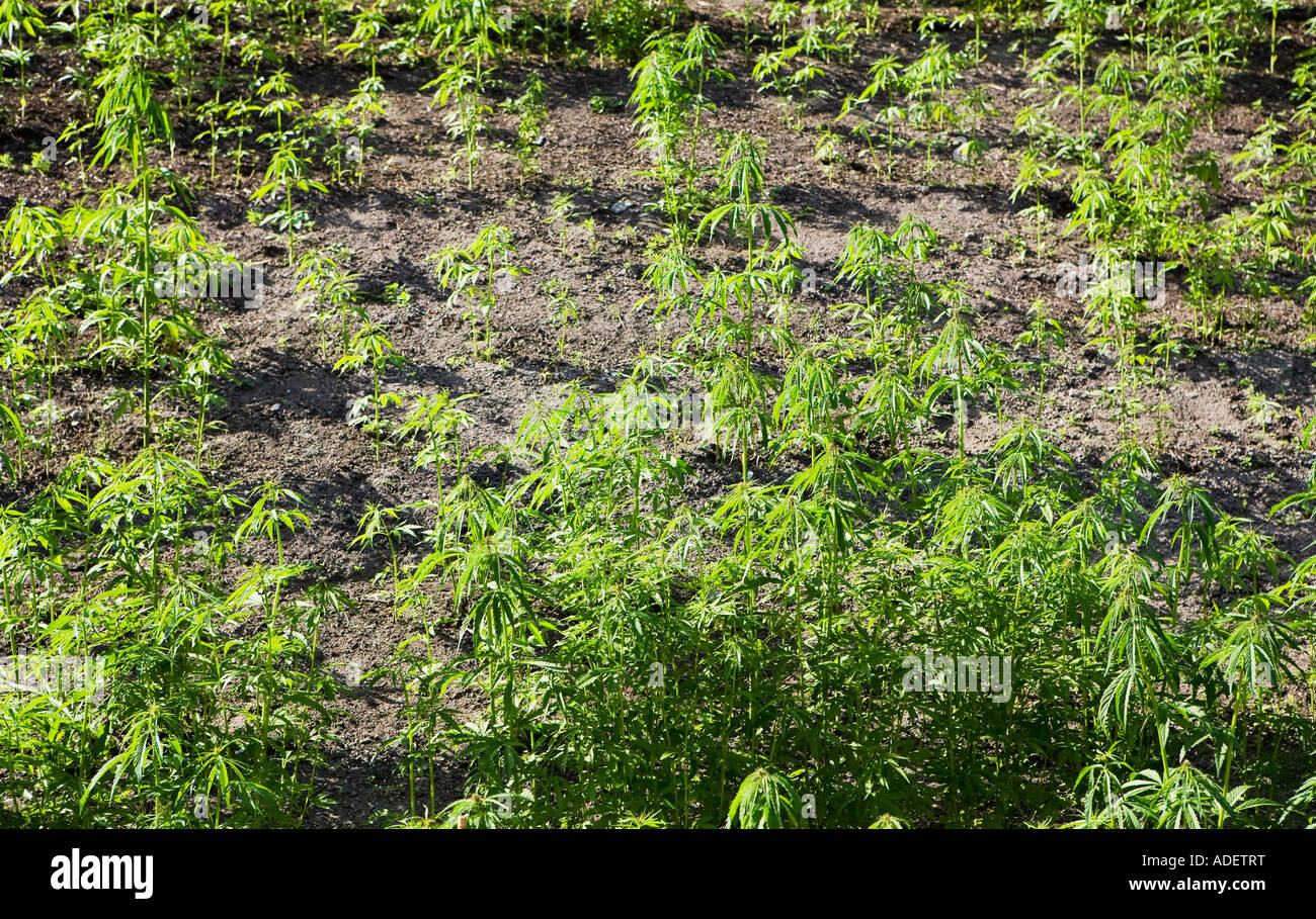 Cannabis indica hi-res stock photography and images - Alamy