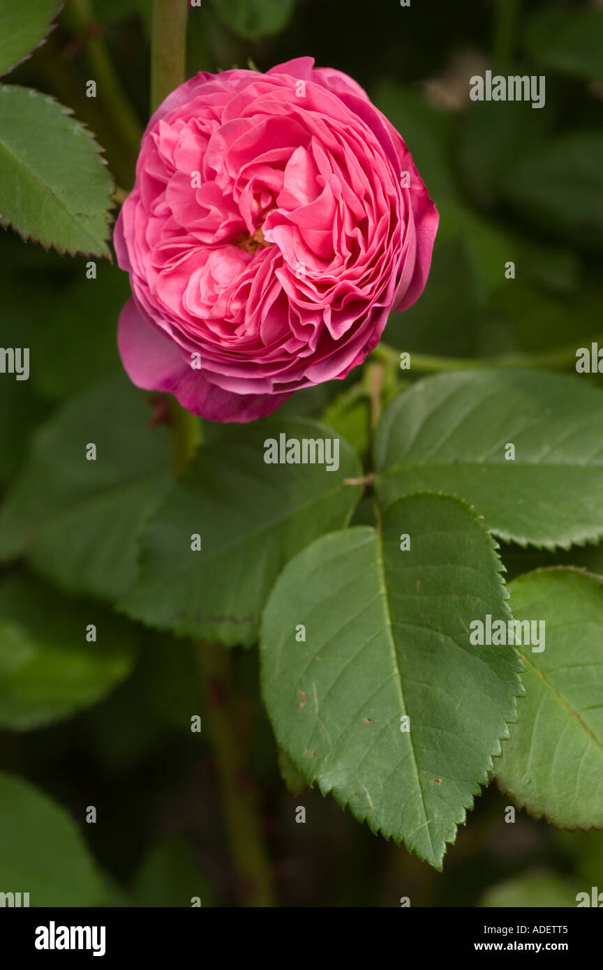 Pink red flower of Rose Bourbon Rosaceae Rosa x bourboniana Louise ...