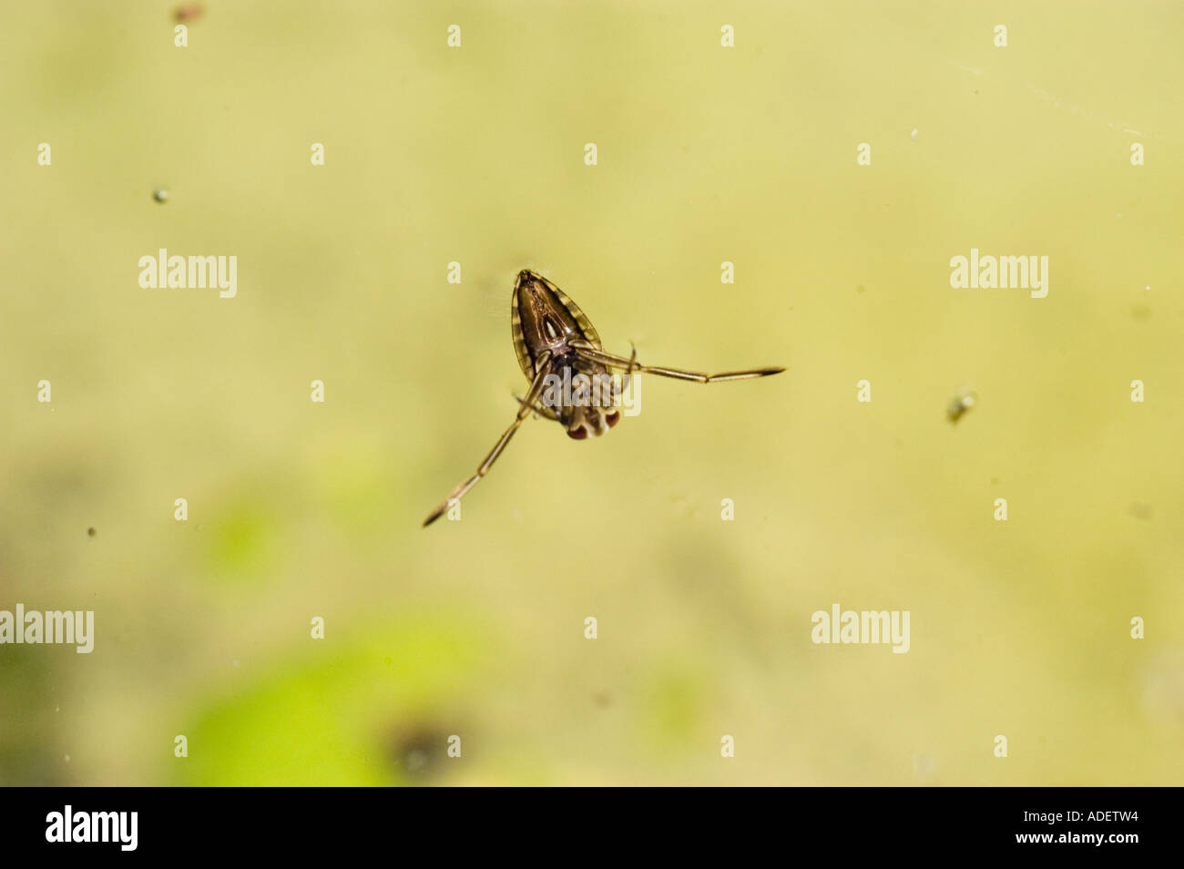 Back swimmers or Greater Water Boatmen in pond upside down Notonectida ...
