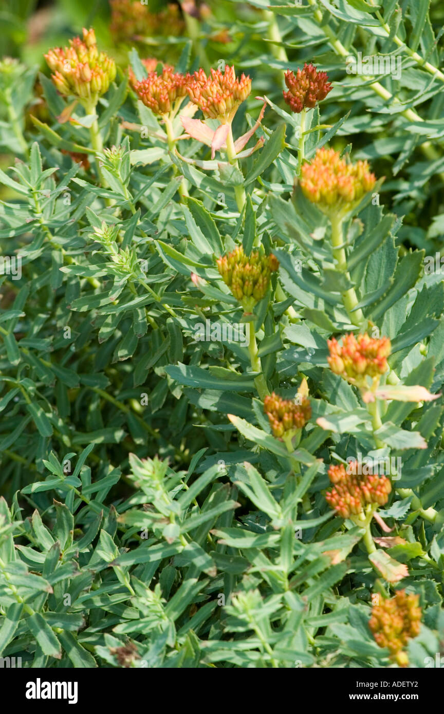 Roseroot Crassulaceae Rhodiola rosea mountains of Europe Stock Photo ...