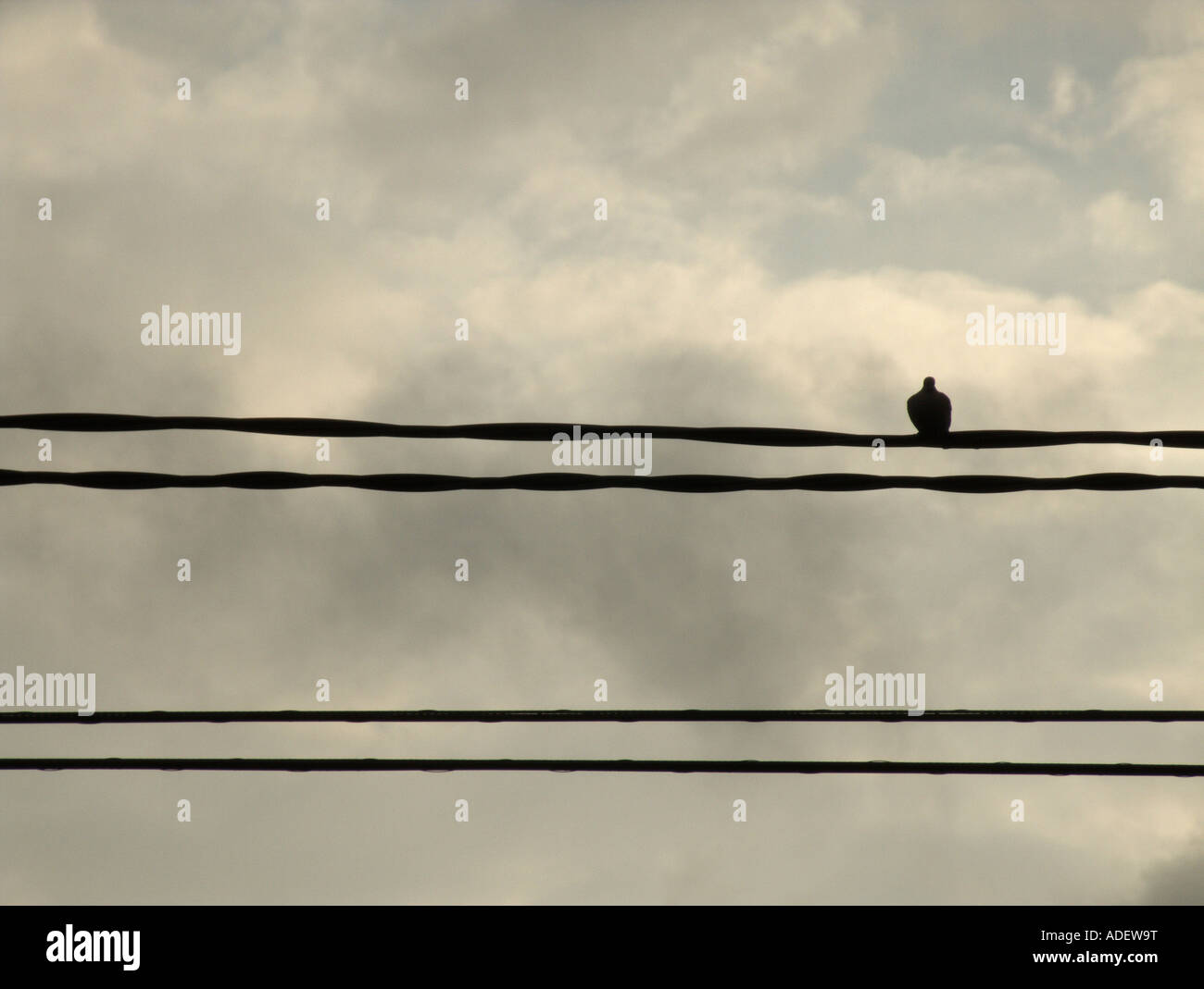 Bird on conducting wire over a cloudy sky Stock Photo - Alamy