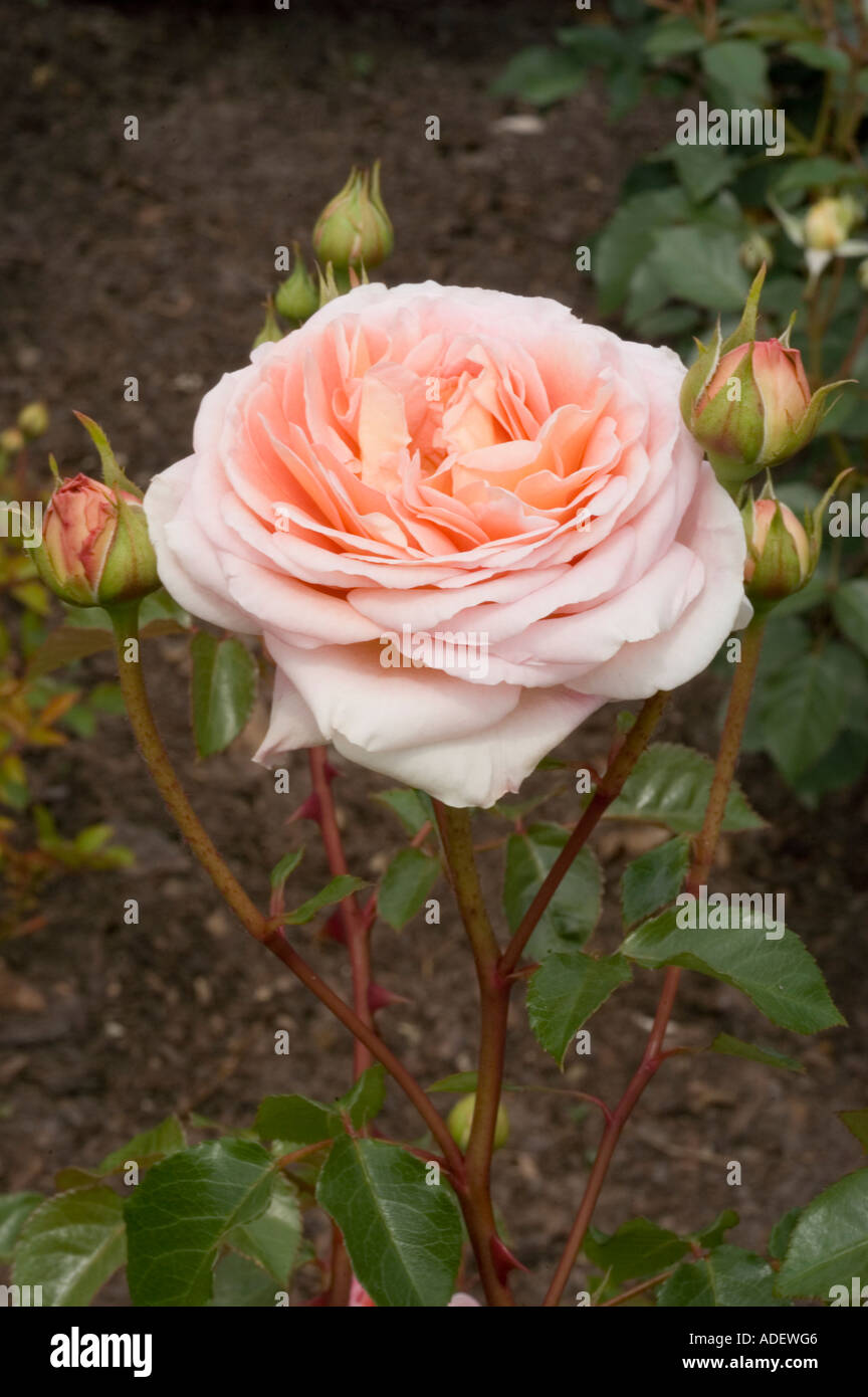 White pink English rose Rosaceae Rosa Abramham Darby syn Auscot Aloha x ...