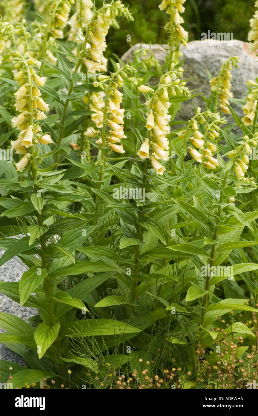 Yellow flowers of foxglove Scrophulariaceae Digitalis grandiflora Stock ...
