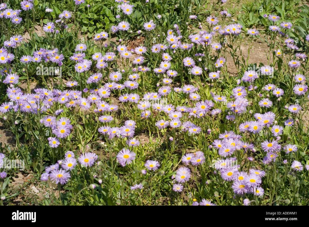 Pink violet flowers of fleabane Asteraceae Erigeron Ping Pong Stock ...