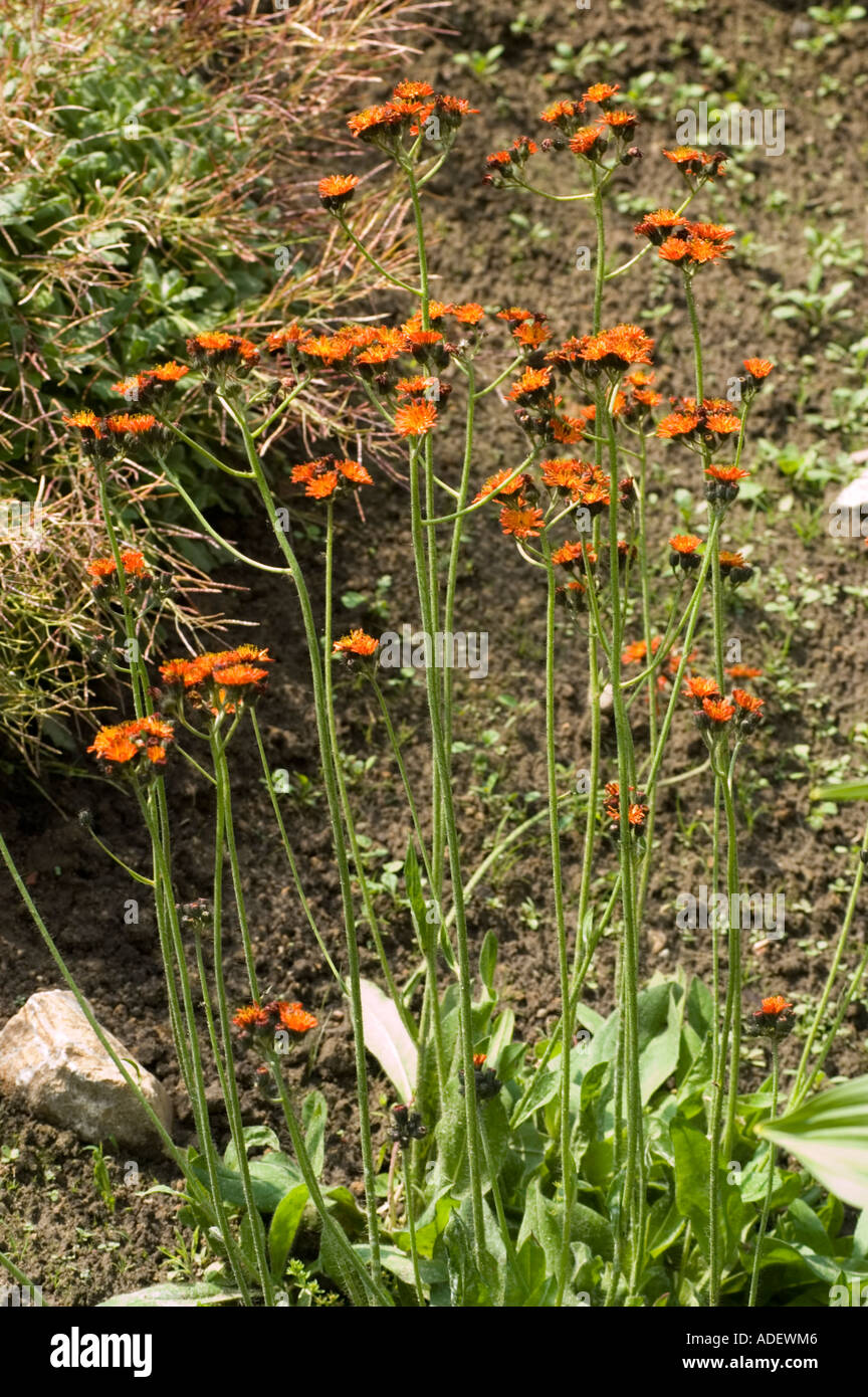 Red flowers of Bristly Locust Leguminoseae or Fabaceae Robinia hispida ...