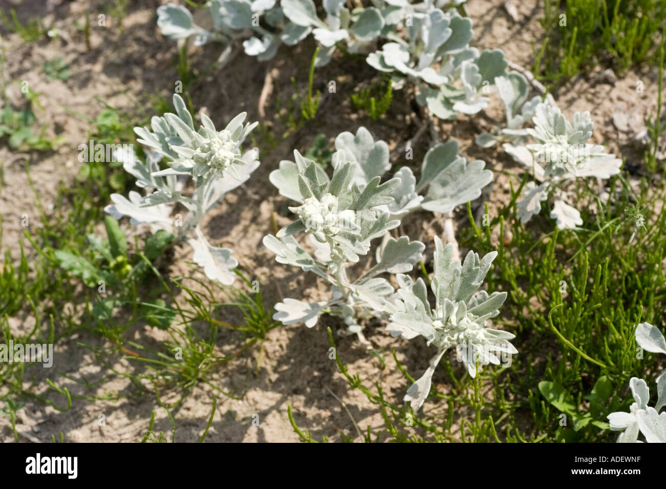 Silver beach wormwood Asteraceae Artemisia stelleriana Europe Asia ...