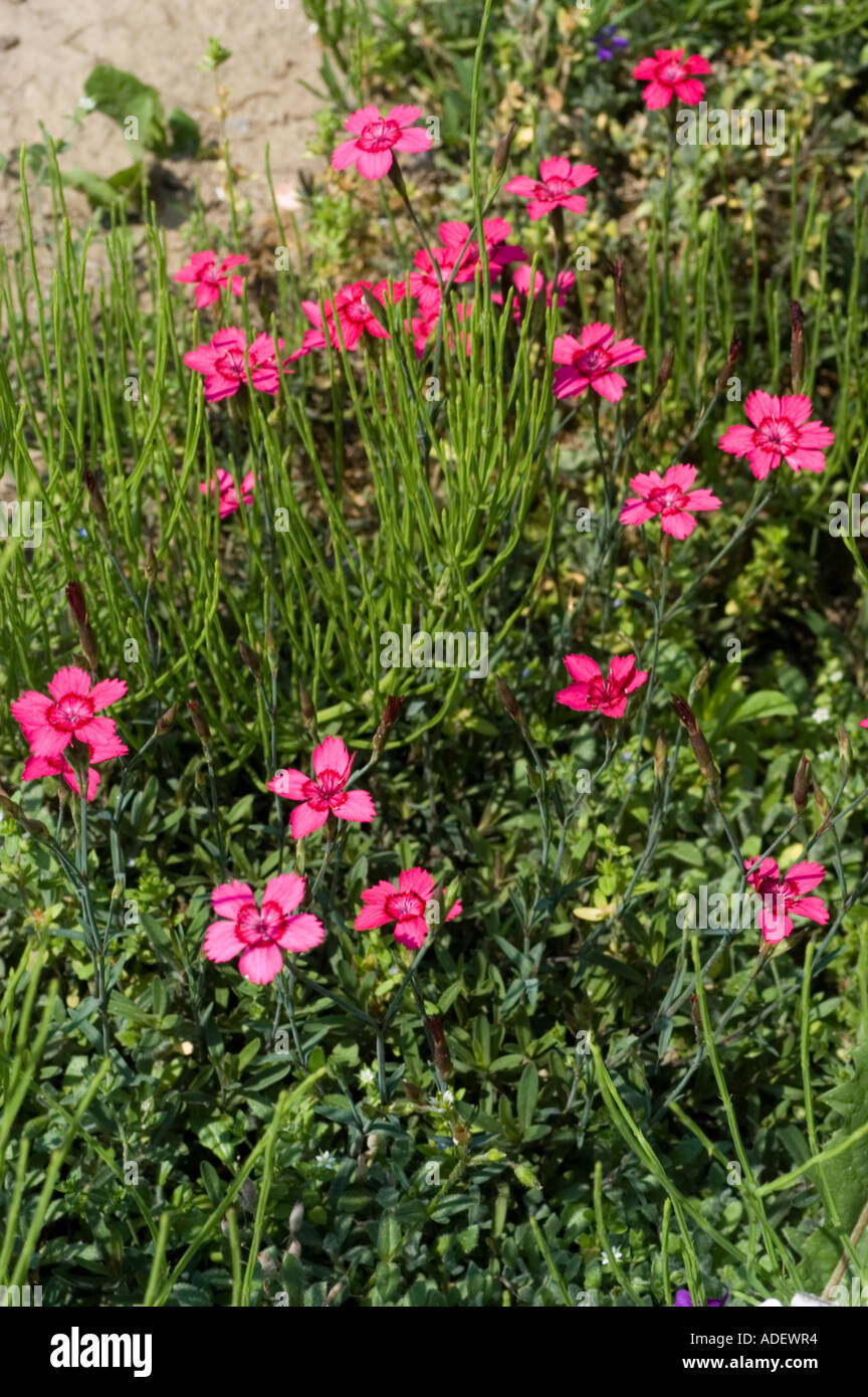 Red Dianthus small Pink flowers Stock Photo - Alamy