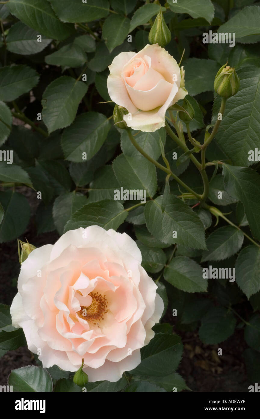 The white rose germany hi-res stock photography and images - Alamy