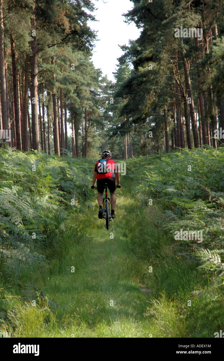 Thetford Forest Breckland High Resolution Stock Photography and Images ...