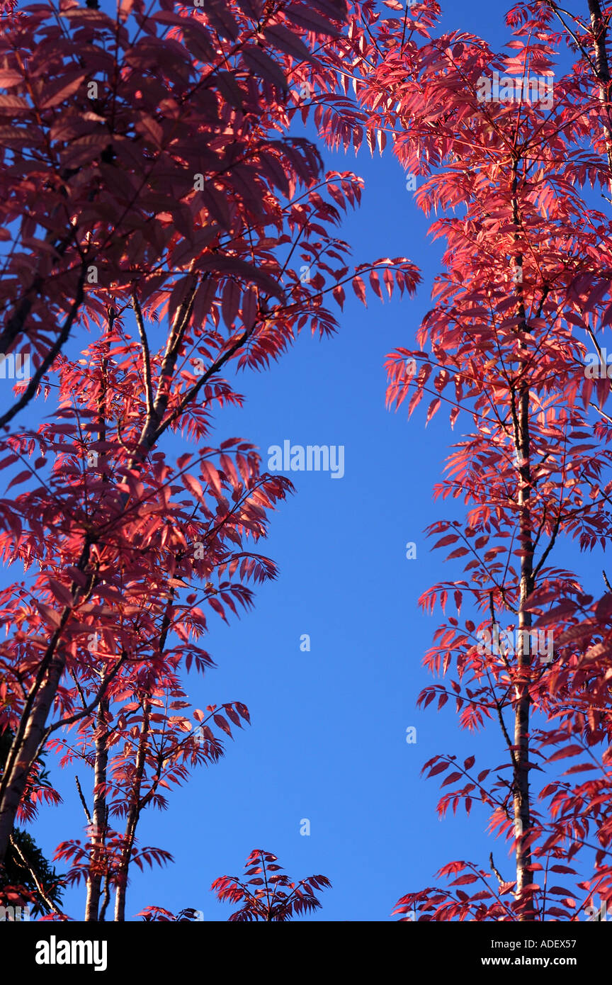 Chinese Toon Tree Stock Photo - Alamy